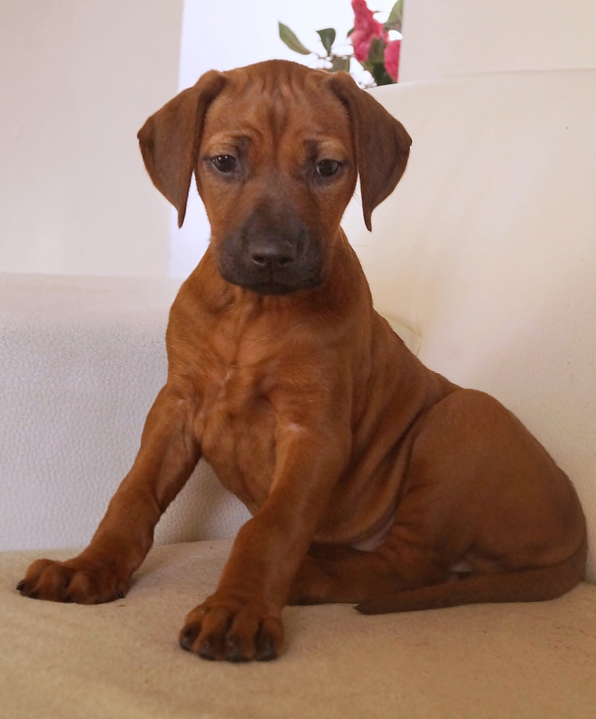 We are planning puppies spring - summer of 2018